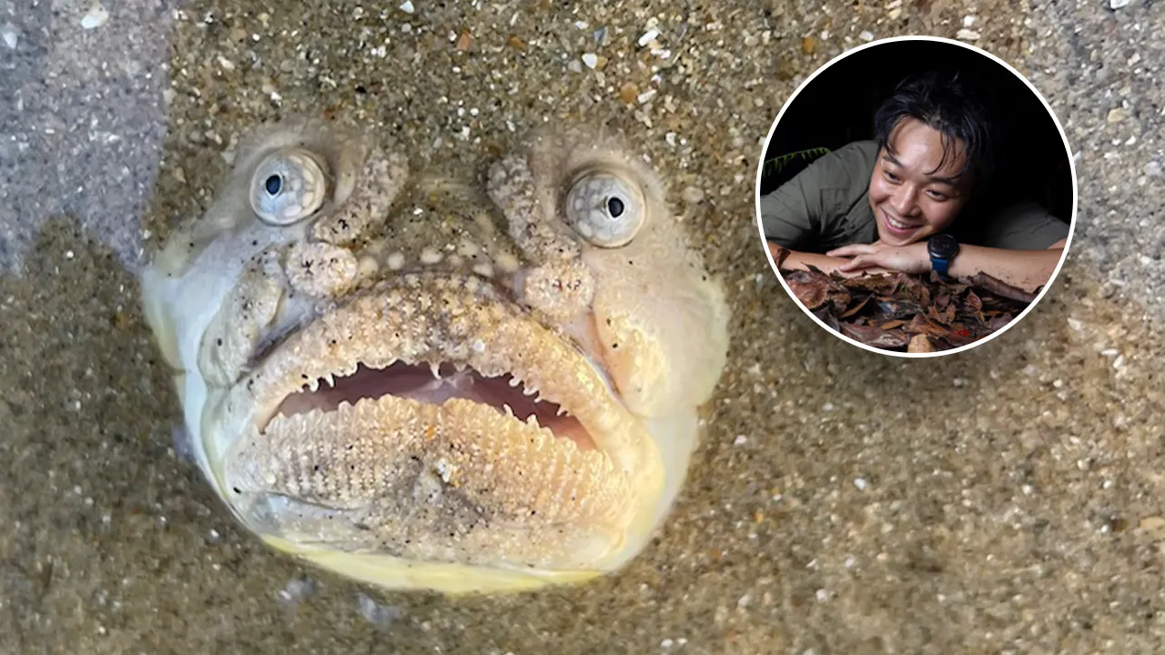 Elusive and 'hideous' fish stuns viewers after Instagram post goes ...