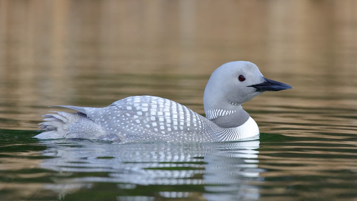 Rare white loon captured by photographer in Canada, last seen 4 years ago
