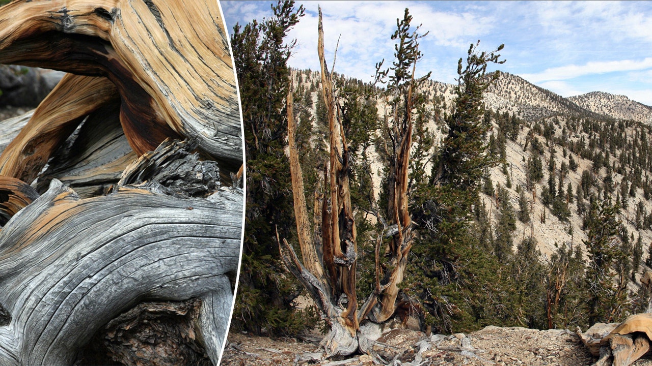 The Great Basin bristlecone pine, dating back almost 5,000 years, is ...