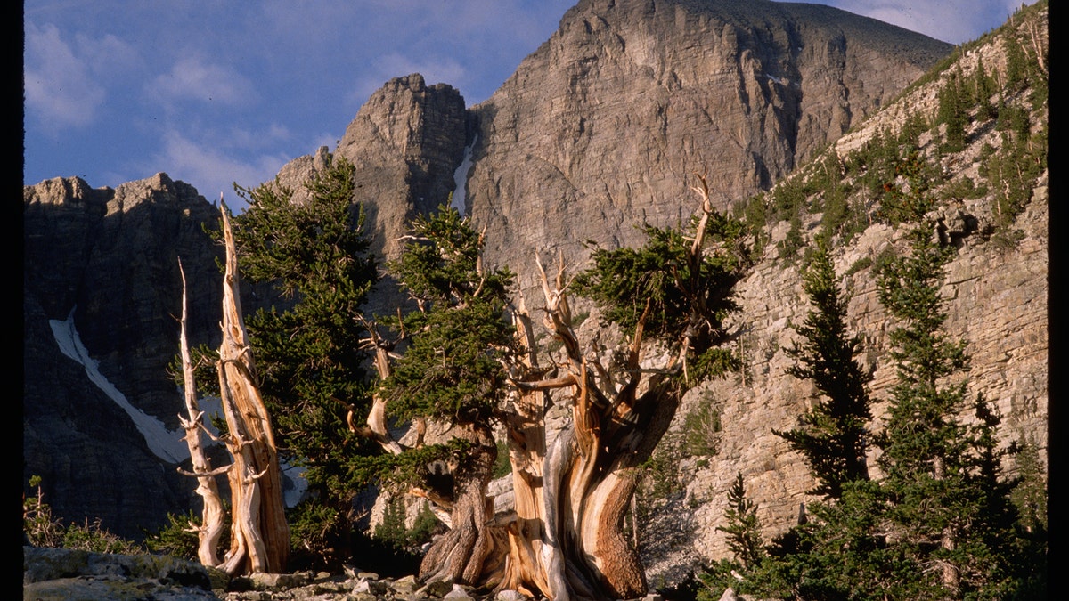 The Great Basin bristlecone pine, dating back almost 5,000 years, is ...