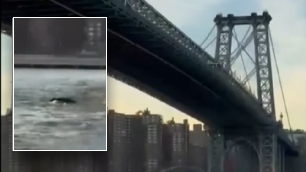 Whale caught on camera surprising New York City residents during swim ...