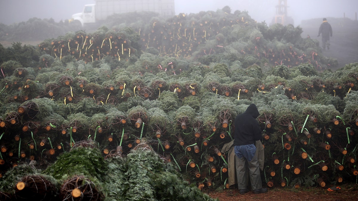 The world’s largest Christmas tree farm in Oregon sells nearly 1 ...