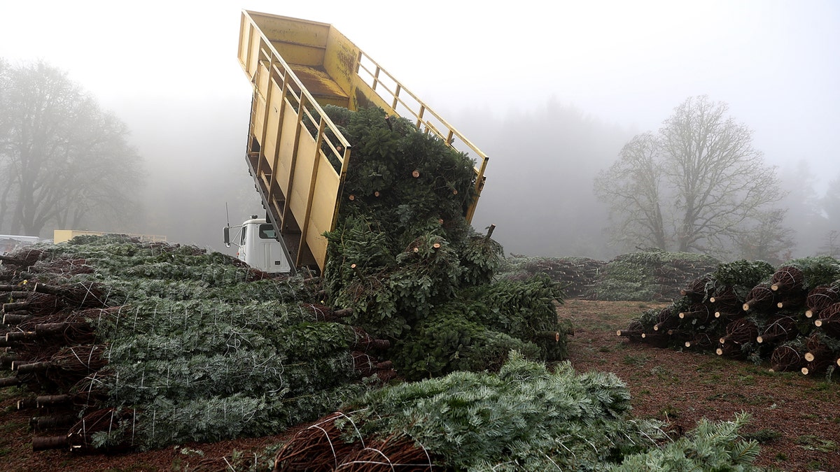The world’s largest Christmas tree farm in Oregon sells nearly 1 ...