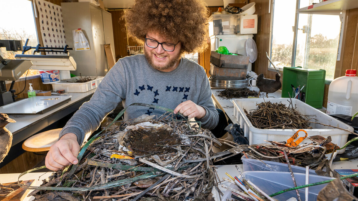 Plastic ‘fossils’ help scientists reconstruct the history of bird nests