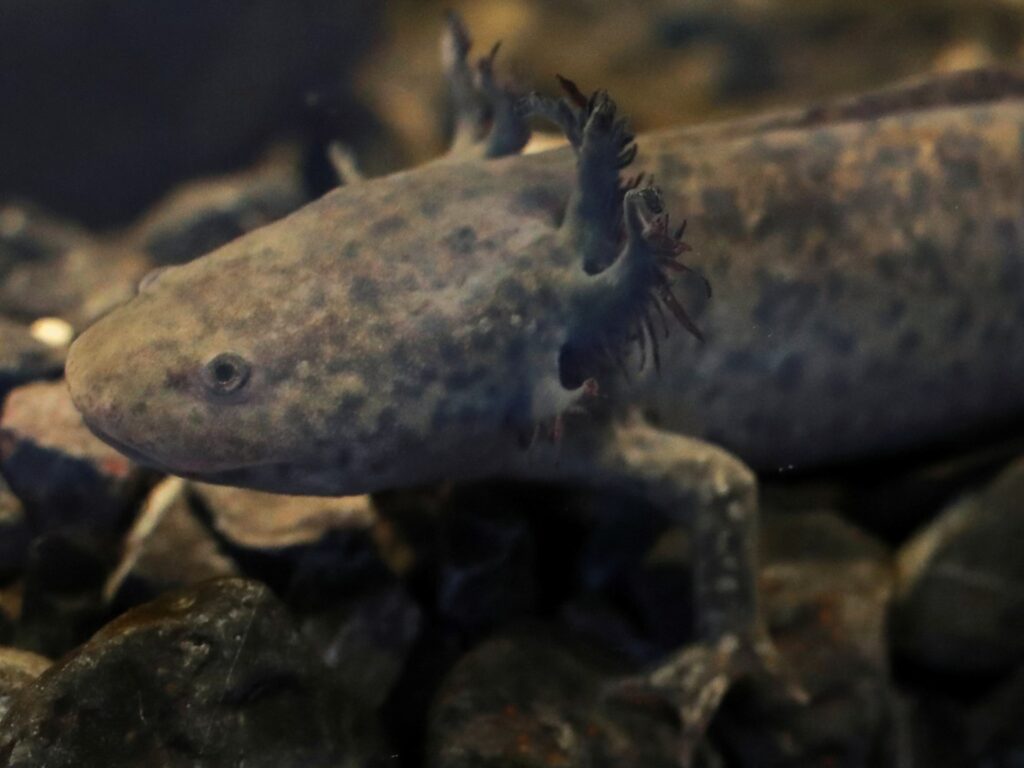 Can Mexico bring back the endangered axolotl? | World Wire Times